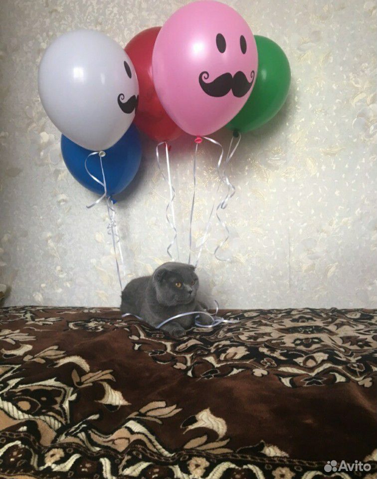 Шатланская кошка