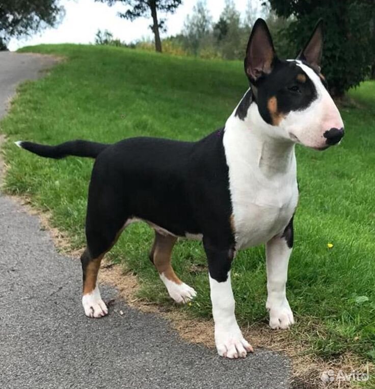 Бультерьер вязка