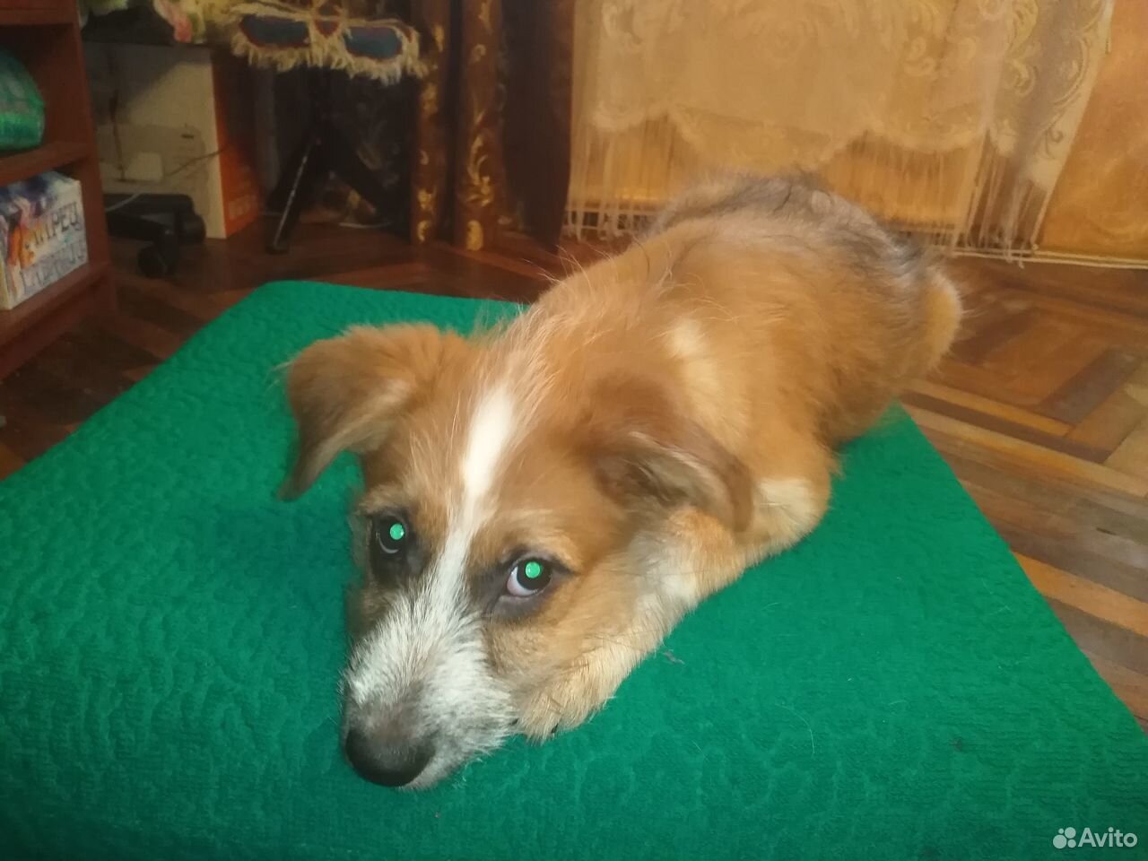 Собака