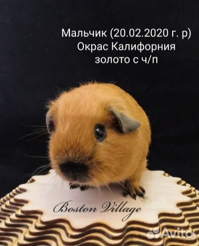 Мальчик Калифорния