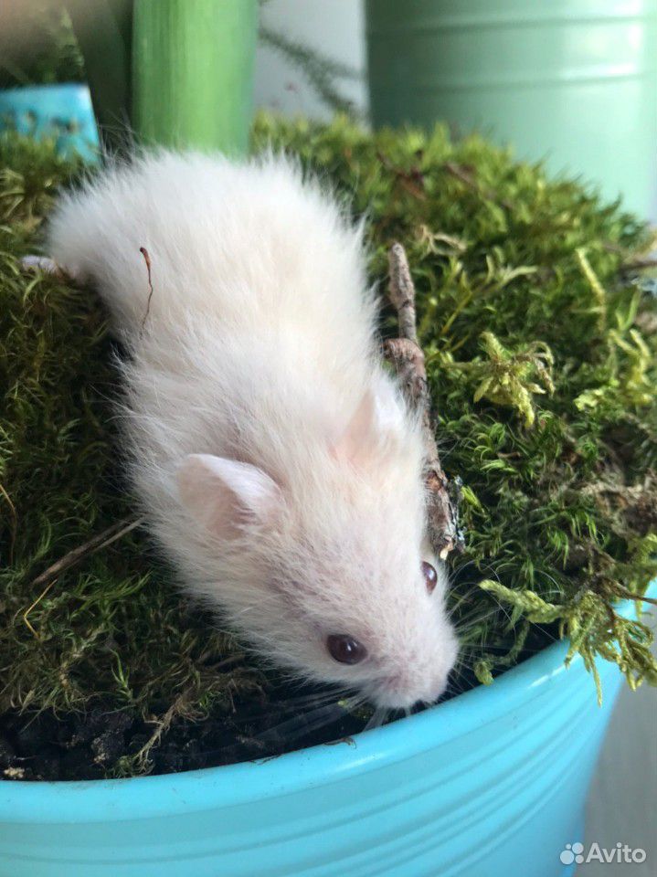 Сирийский хомячок