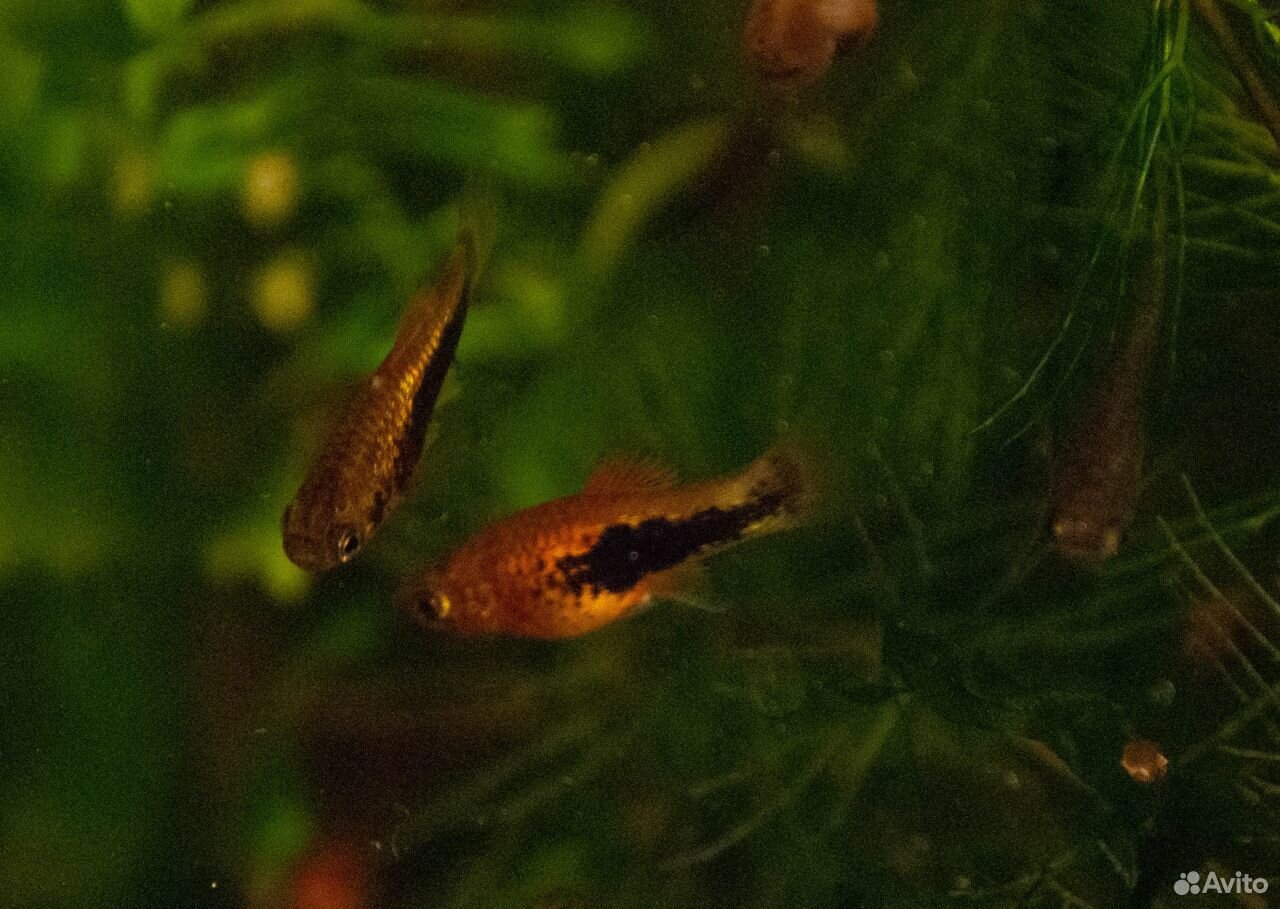 Пецилии пестрые мальки