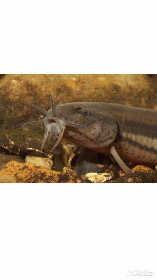 Рыба вьюн для зарыбления пруда