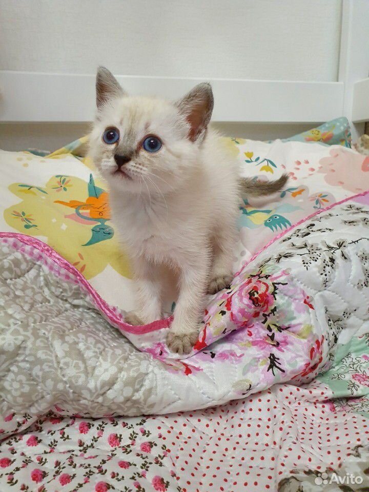 Котенок