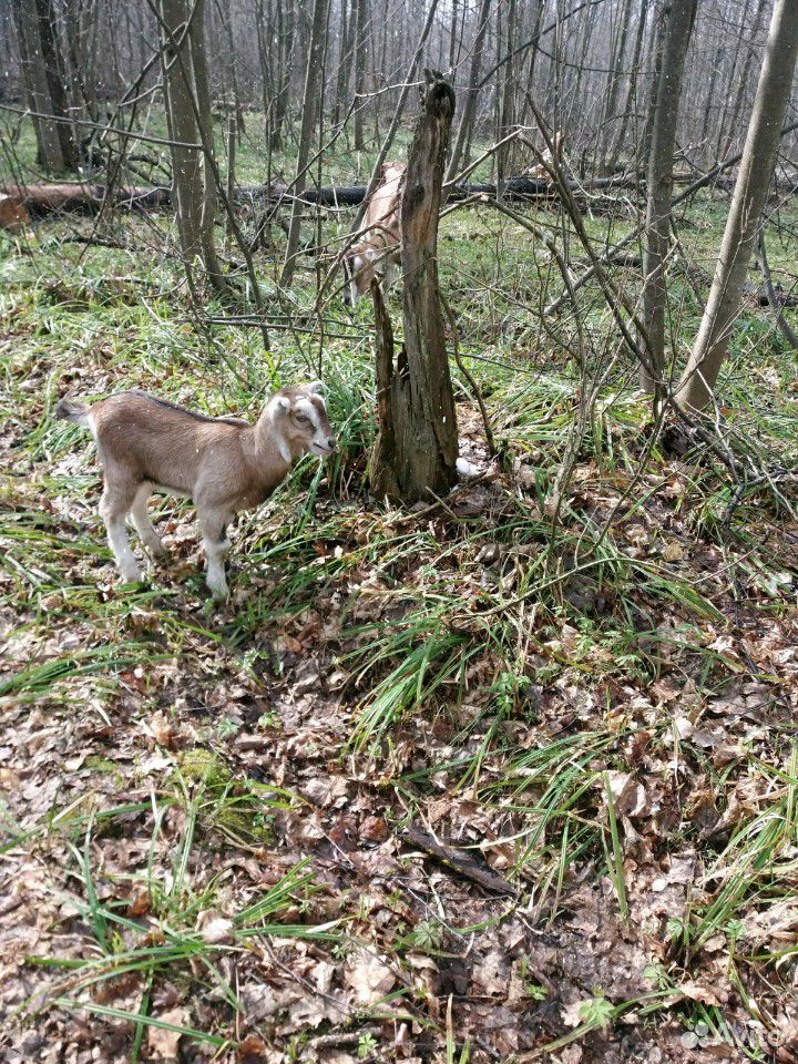 Продаю козлика породой Ламанча, возраст 1месяц