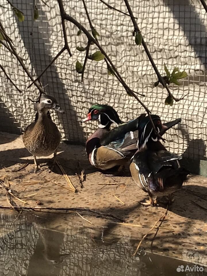 Декоративные Утки каролинки, пеганки