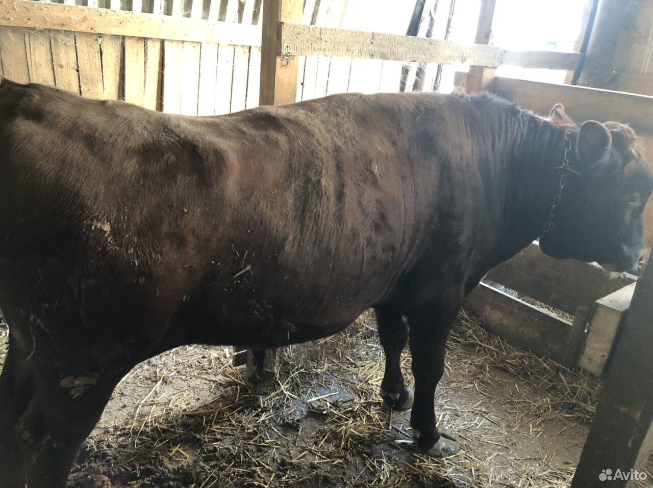 Бычки откормленные