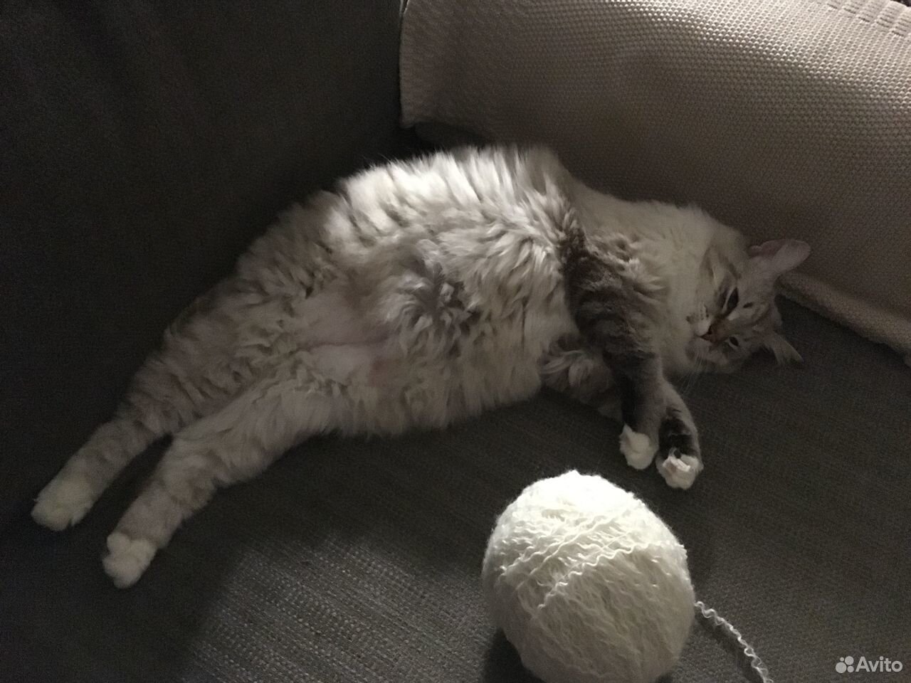 Отдам любимого питомца в хорошие руки