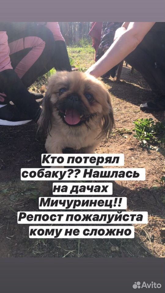 Нашёлся Пекинес