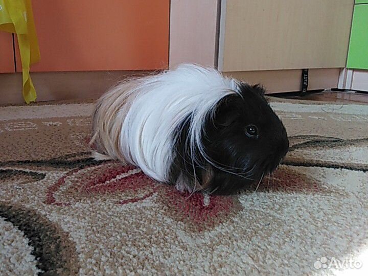 Морская свинка ищет красавца жениха на вязку