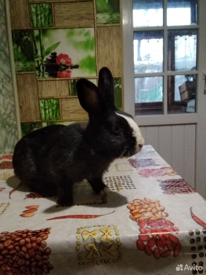 Крольчиха декоративная