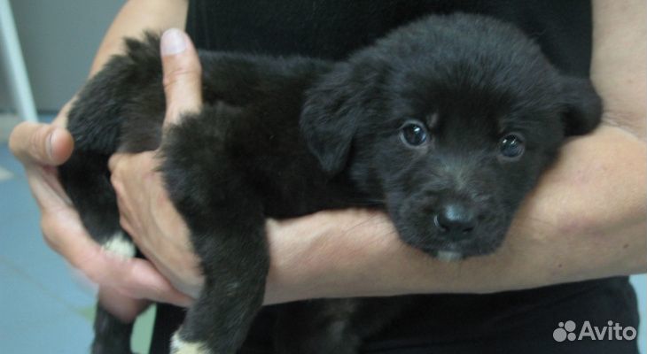 Отдам щенка в добрые руки, мама алабай