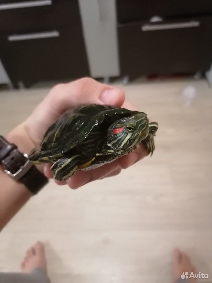 Черепаха + черашник 40л + фильтр +лампа