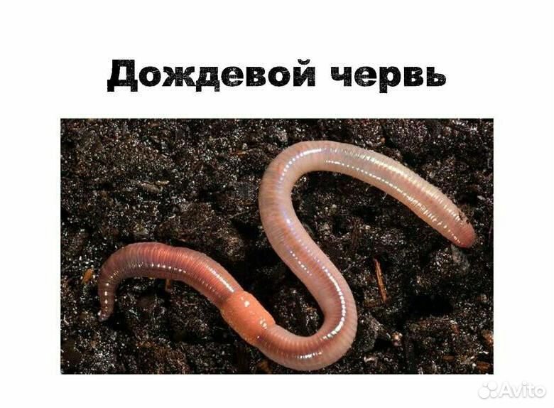 Выползки