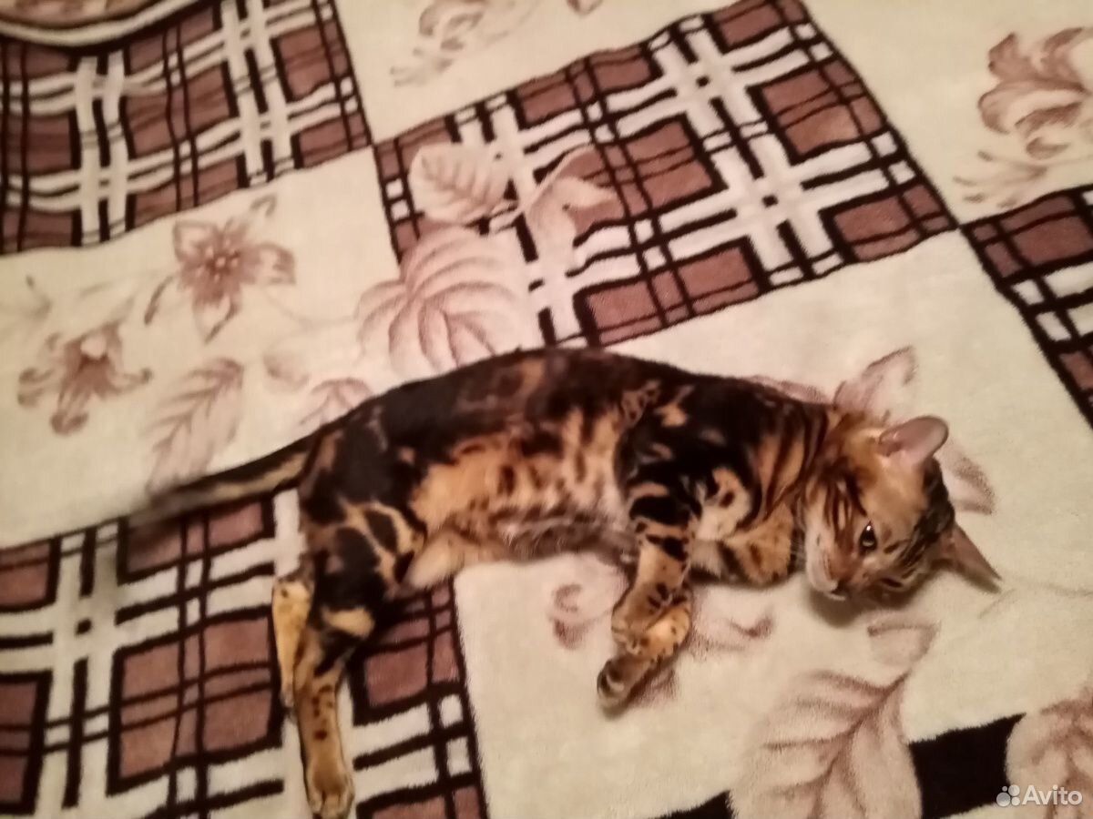 Вязка с котом