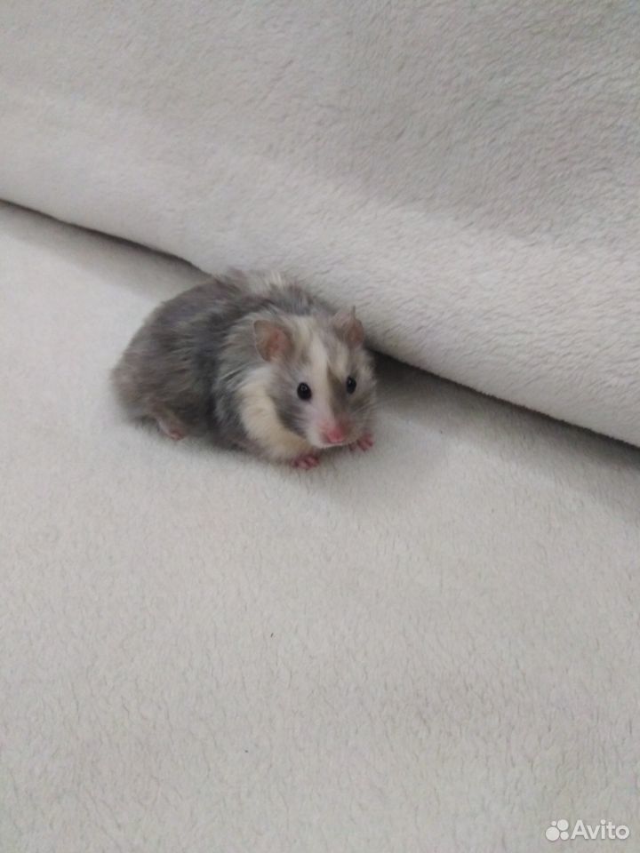 Хомяки голубого окраса, черепаховые