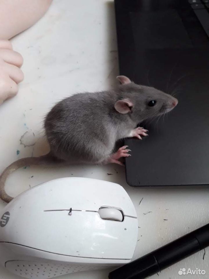 Молодые крысы самки с клеткой