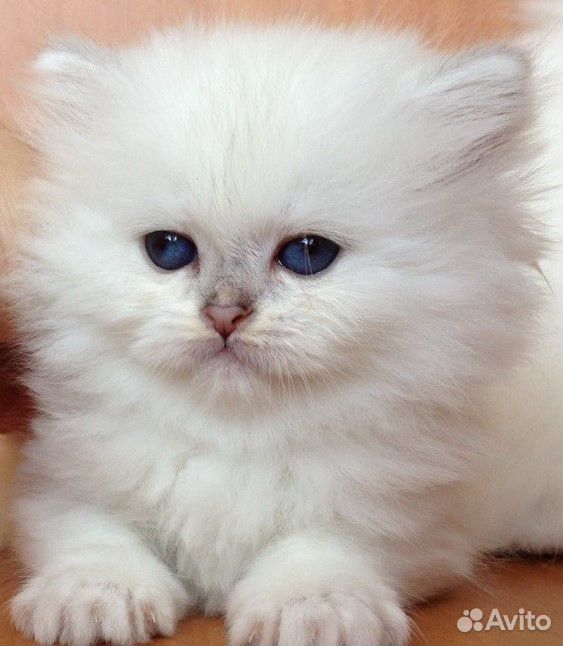 Британская длинношерст,короткошерст шиншилла пойнт