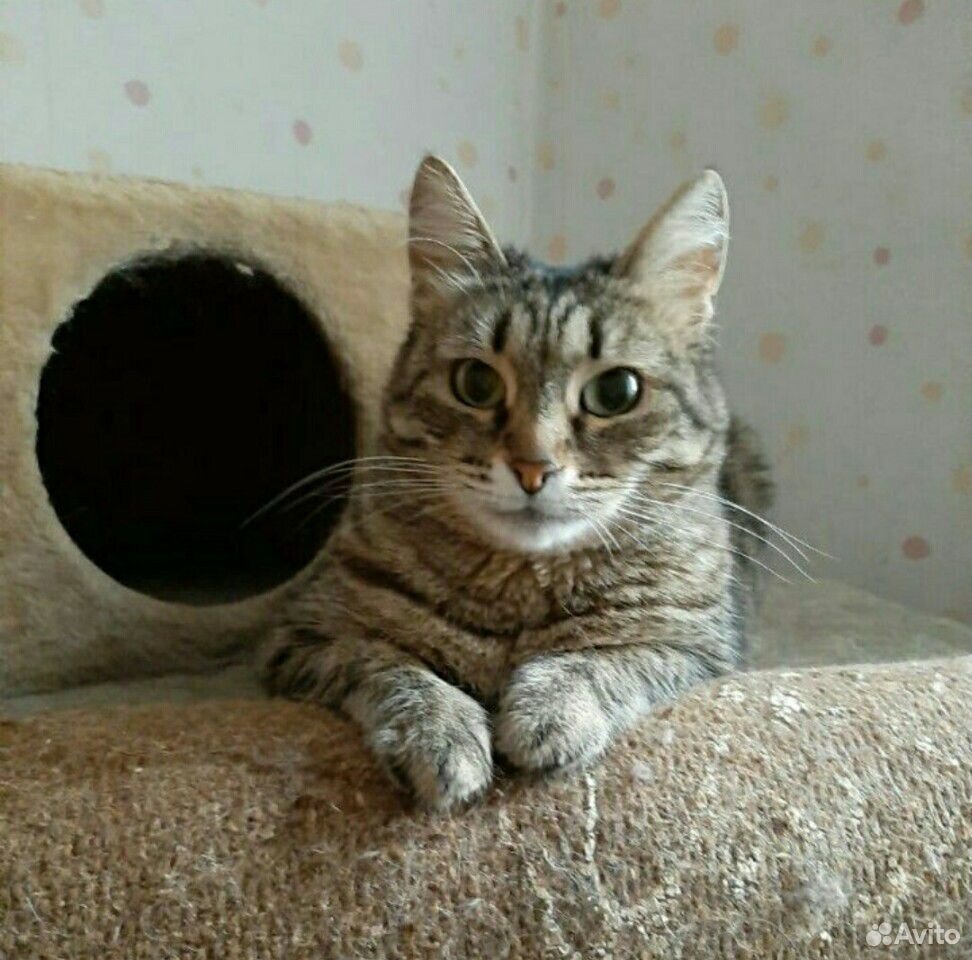 Кошечка Дуняша