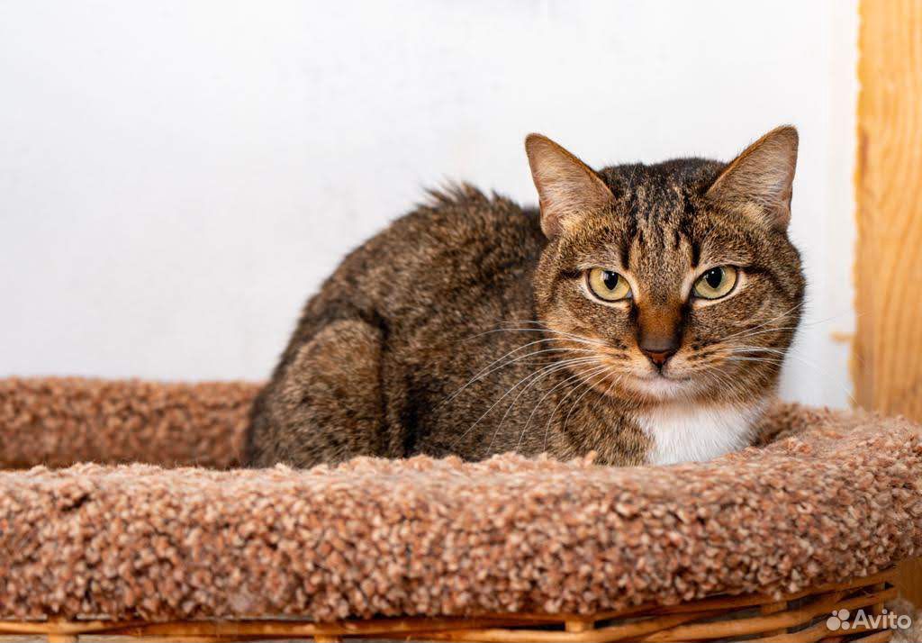 Кошечка Шейла