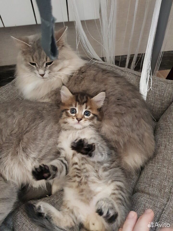 Котенок от умной, интеллигентной кошки