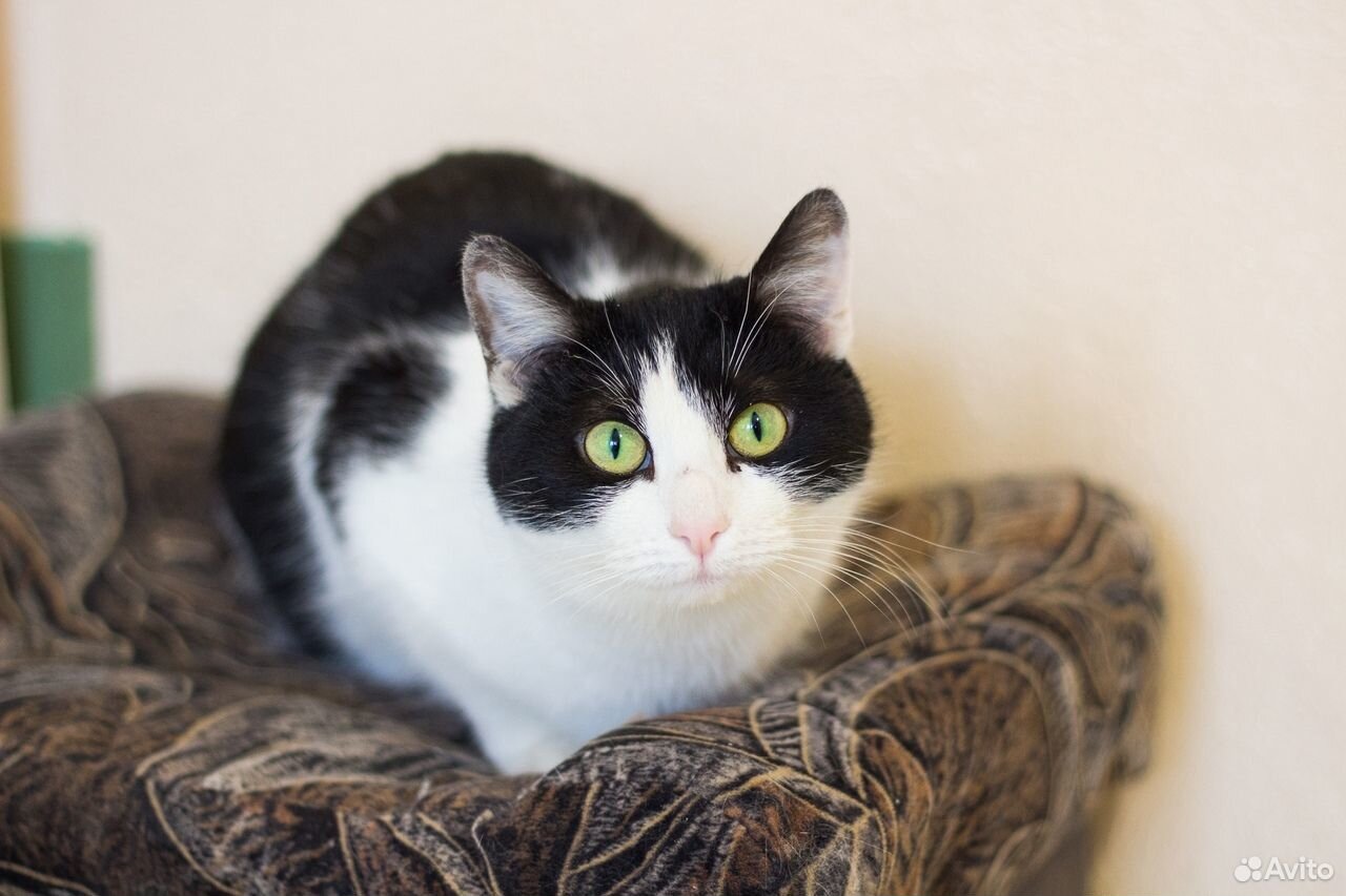 Кошка Изабель ищет дом