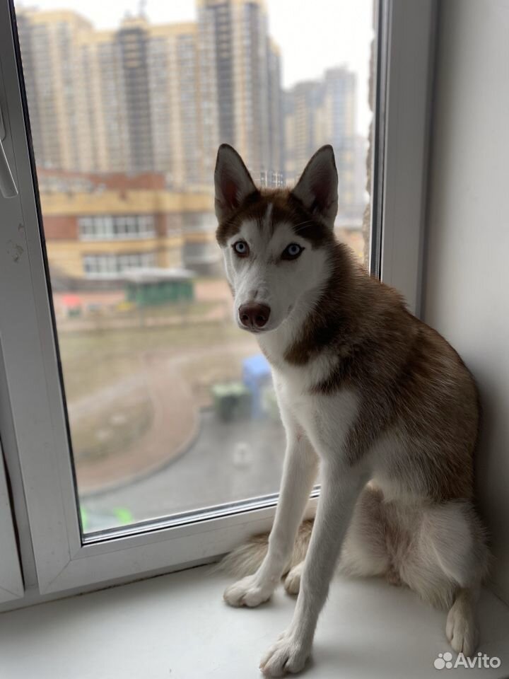 Сибирский хаски