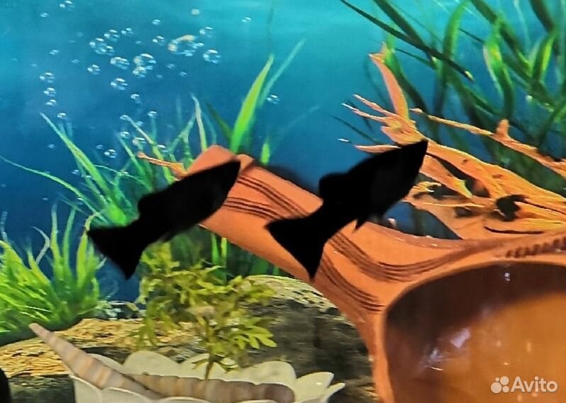 Моллинезии