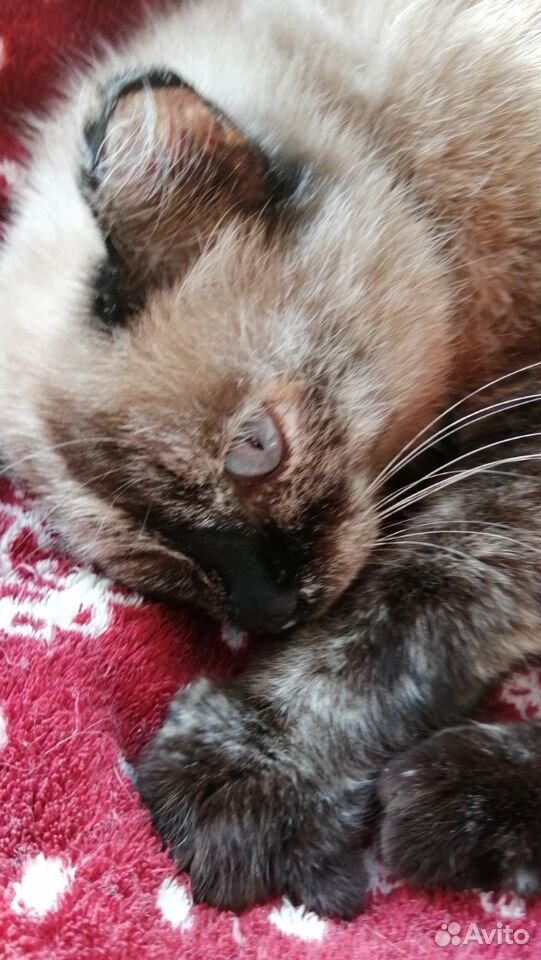 Кошечка Кори