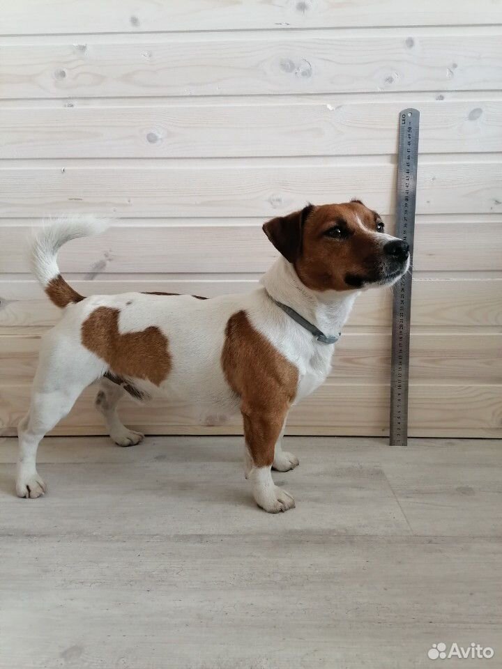 Вязка Джек рассел терьер