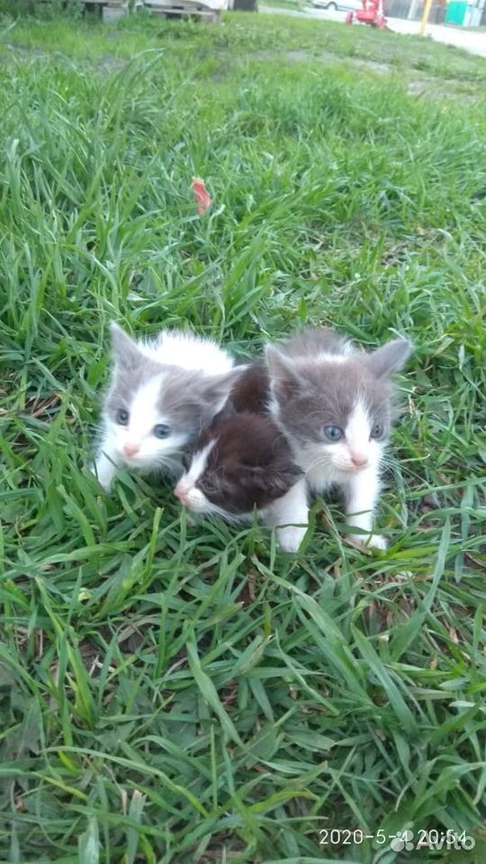 Котята, 1,5месяца,отдам в добрые руки