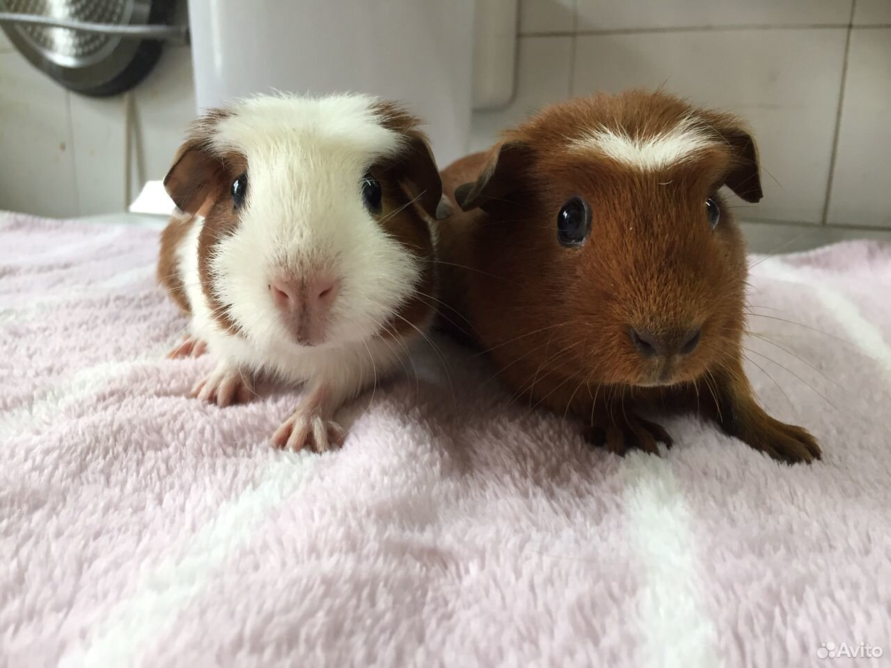 Морские свинки девочки крестед