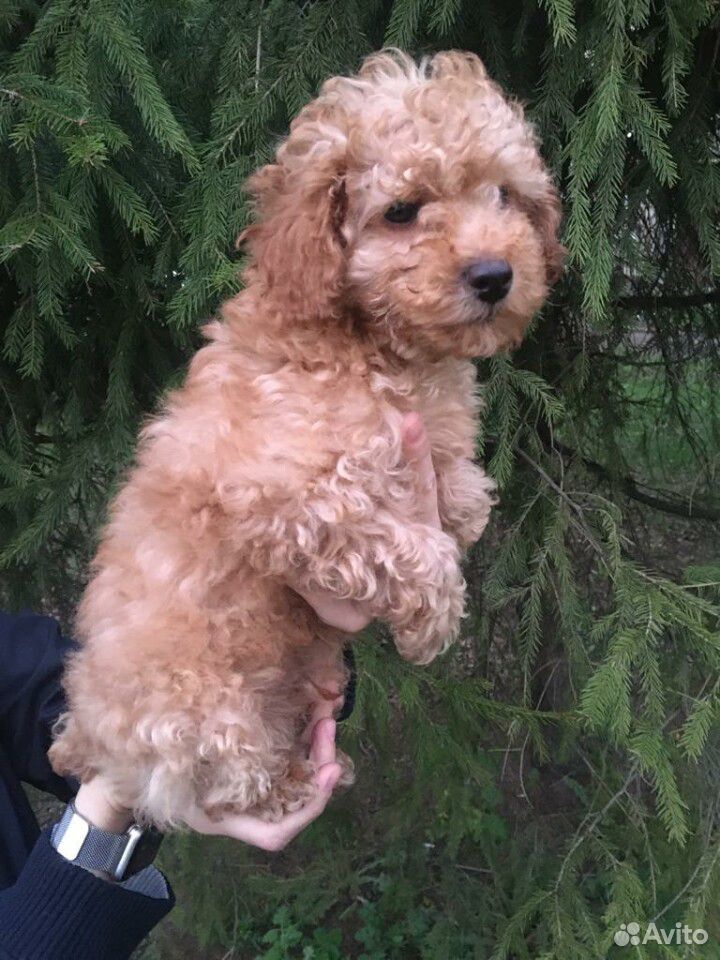 Мальтипу мальчик персик