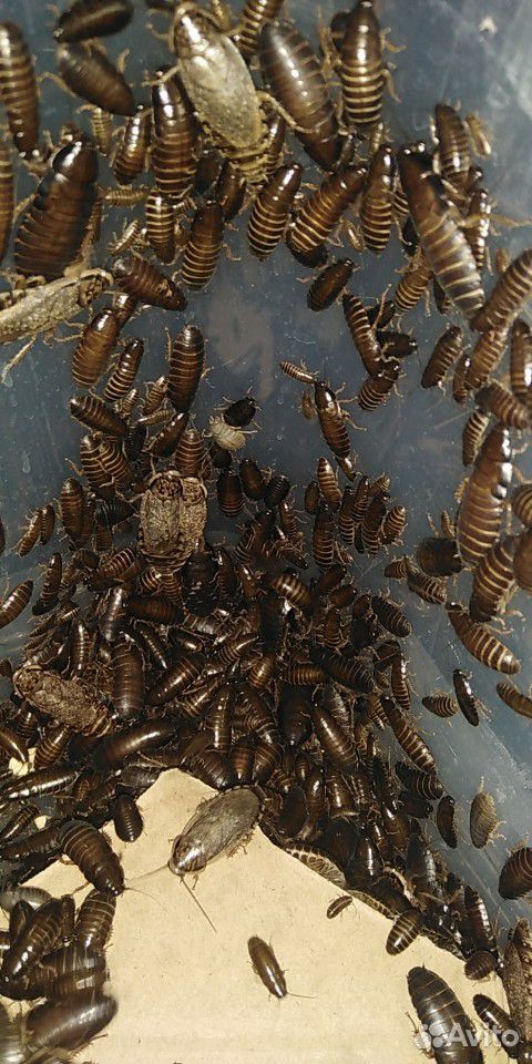 Мраморный таракан