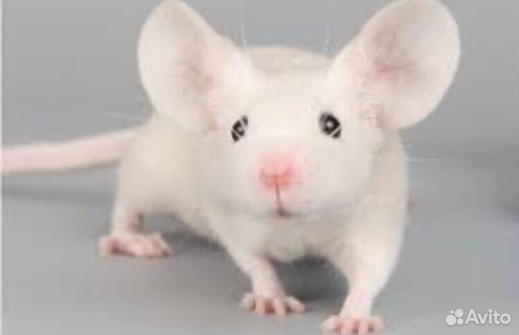 Подарю декоративных мышек