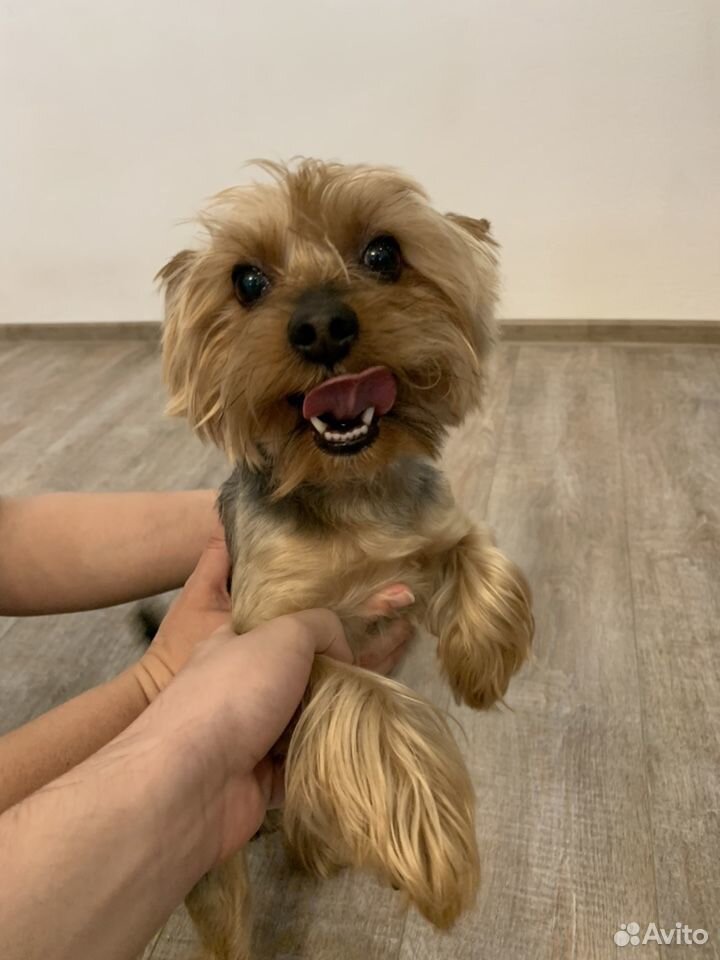 Йоркширский терьер