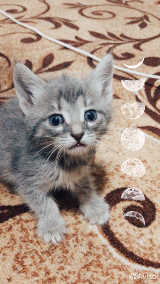 Кошка