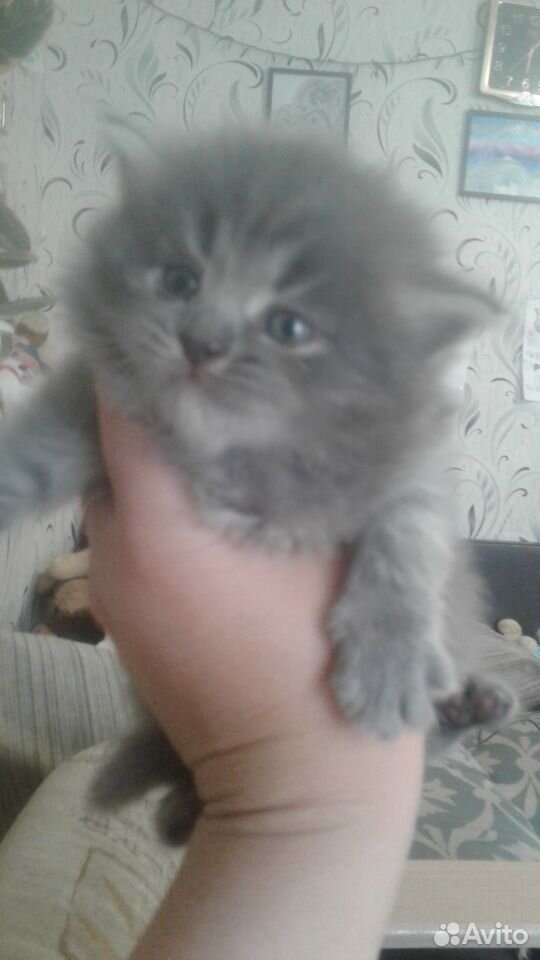 Отдам голубоглазых котят