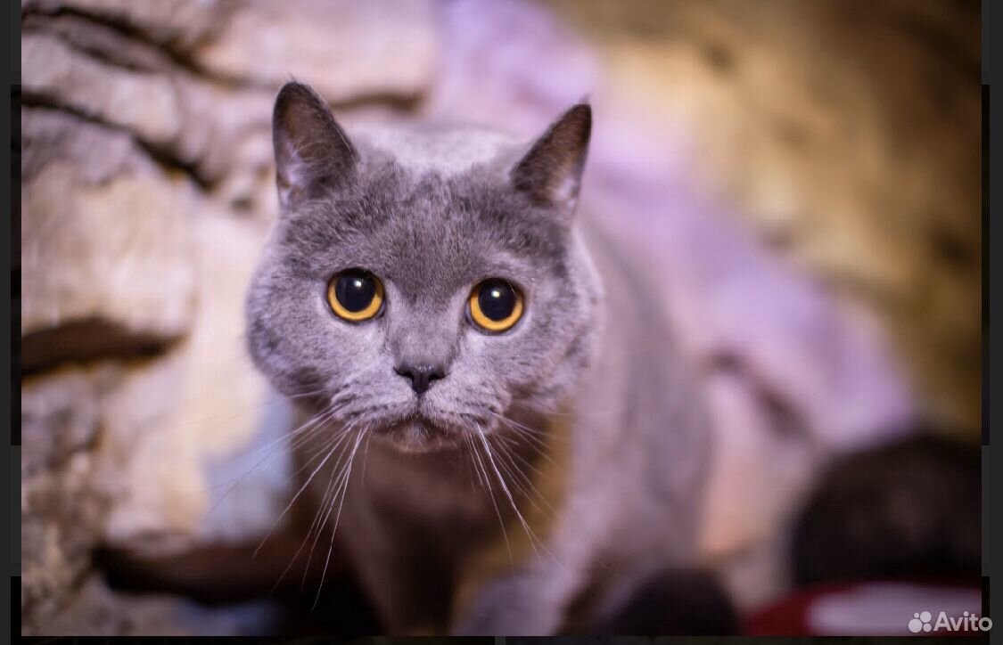 Восхитительный красавец британец Патрик