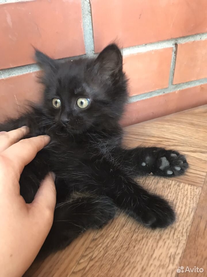 Котенок