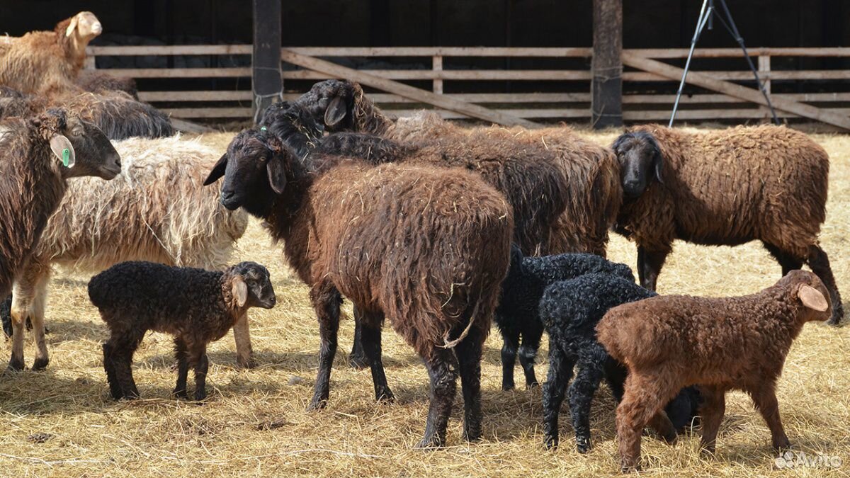 Овцы эдильбаевской породы
