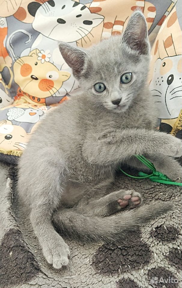 Котята из питомника