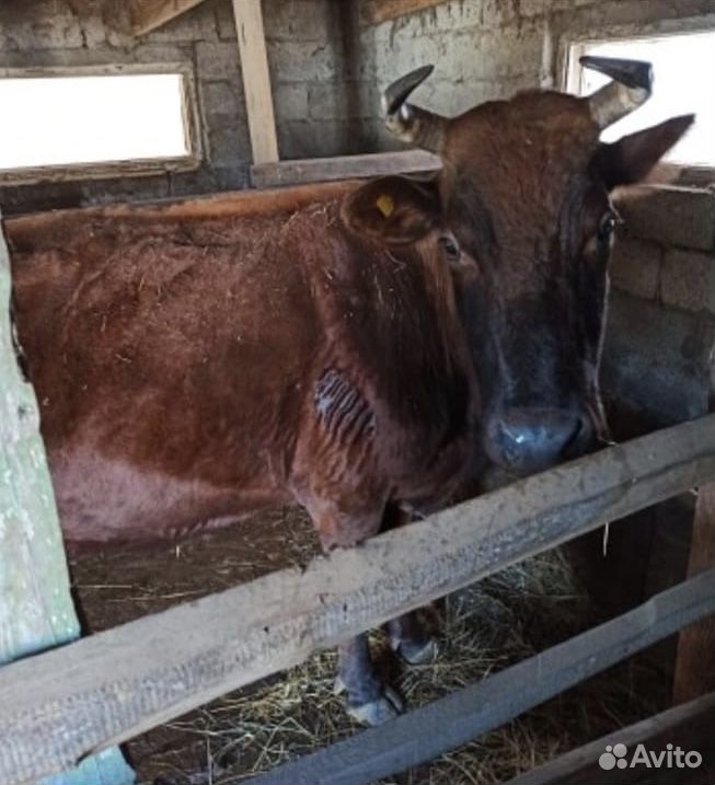 Телята на племя