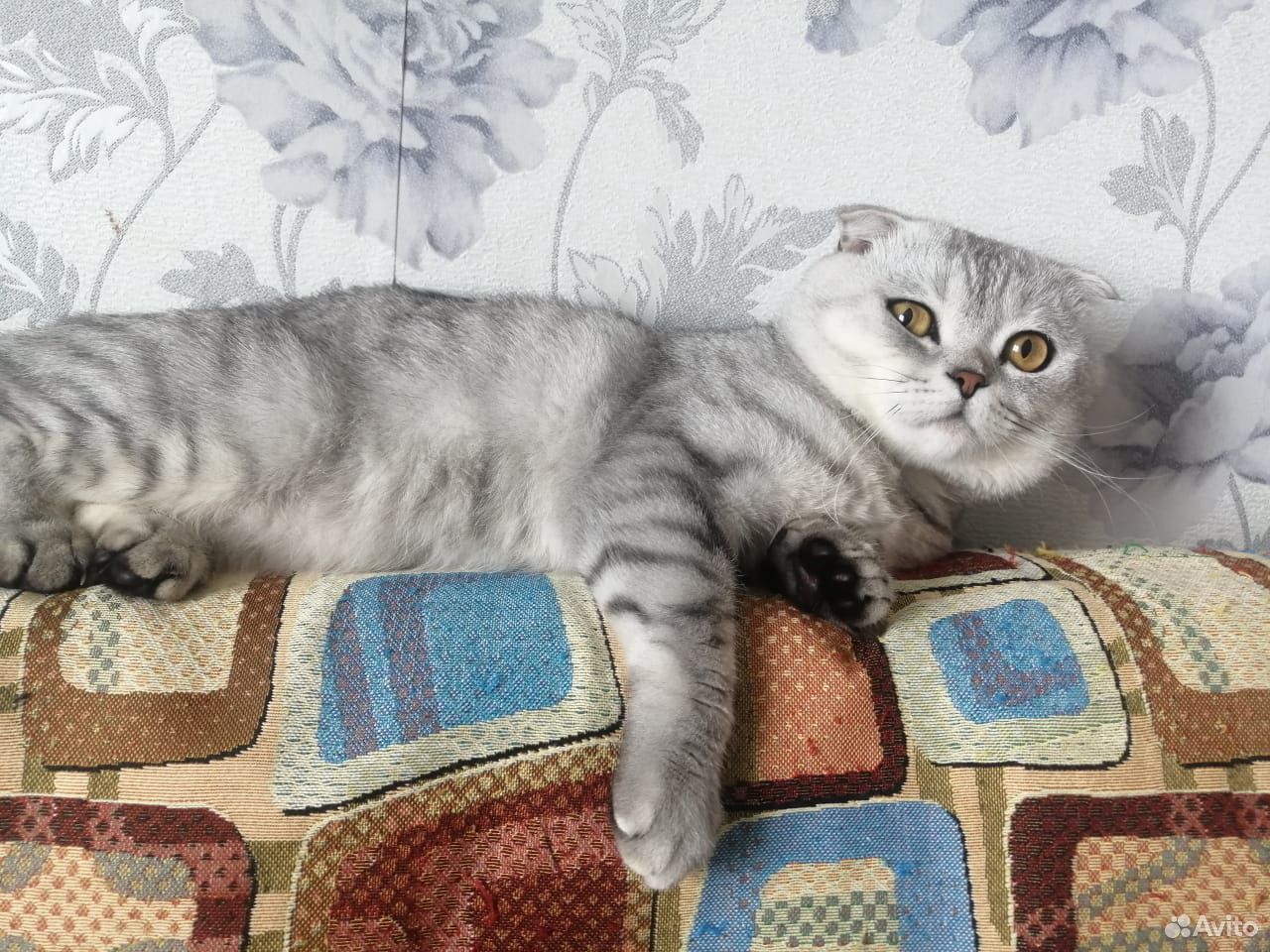 Кот ищет кошечку для связки