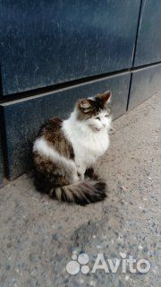 Молодая смекалистая кошечка