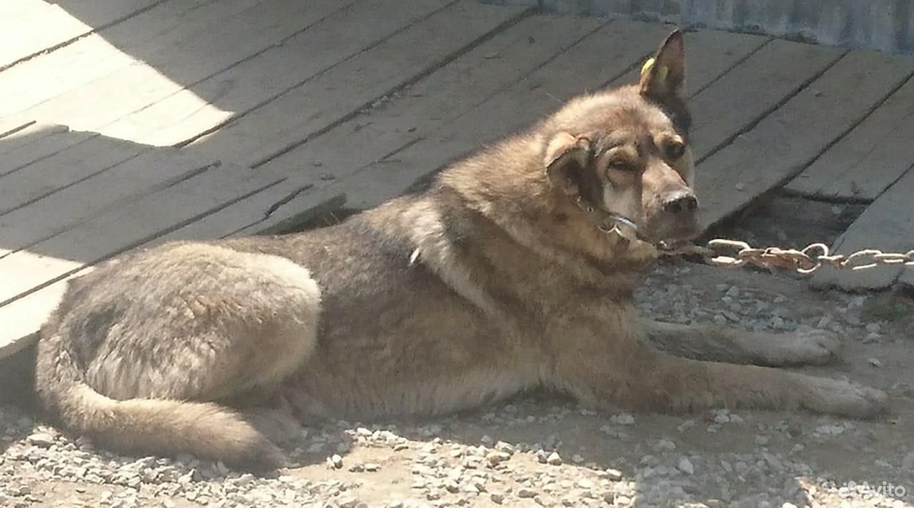 Собачки ждут именно Вас)