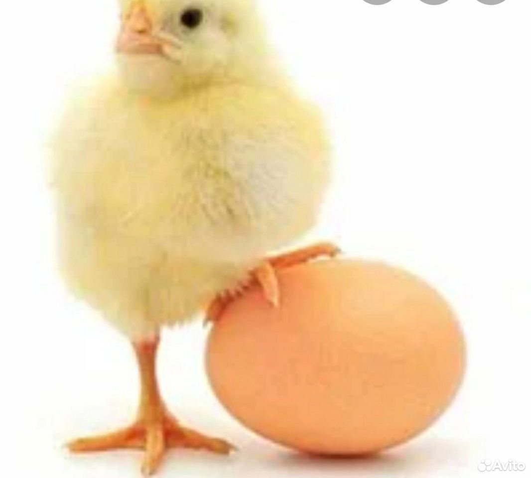 Цыпленок бролер