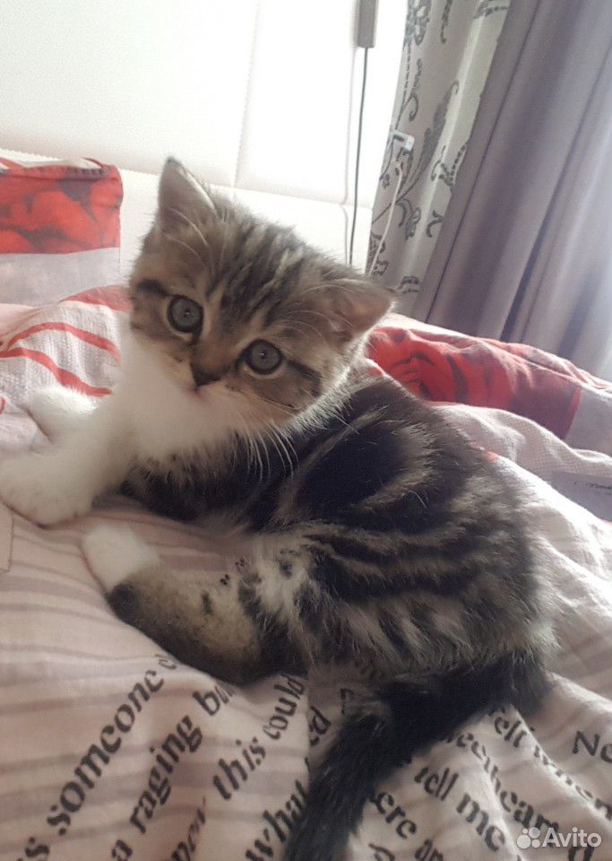 Котенок шотландский прямоухий