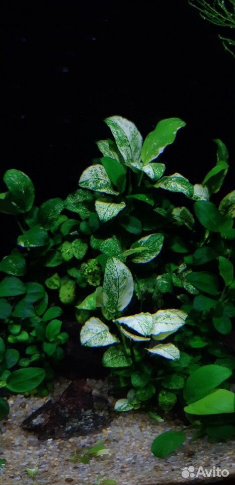 Аквариумные растения (водоросли:)