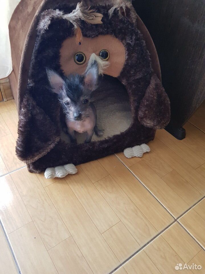 Собака